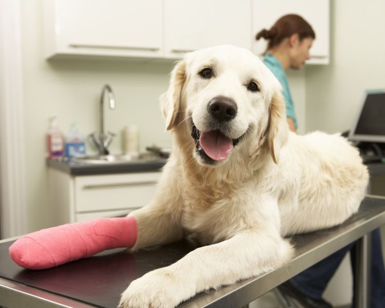 Pet Soft Tissue Surgery In Mount Clemens, MI | Groesbeck Animal Hospital